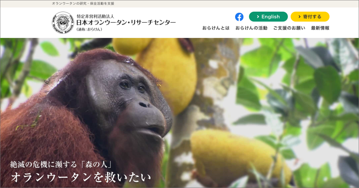 Orangutans under Study｜日本オランウータン・リサーチセンター（通称：おらけん）